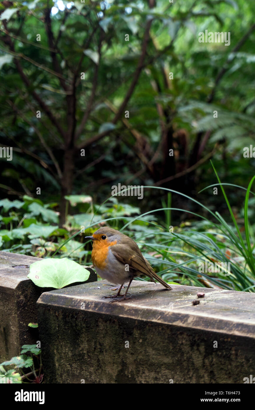 Small bird with orange belly in Sao Miguel, Azores Islands Stock Photo ...