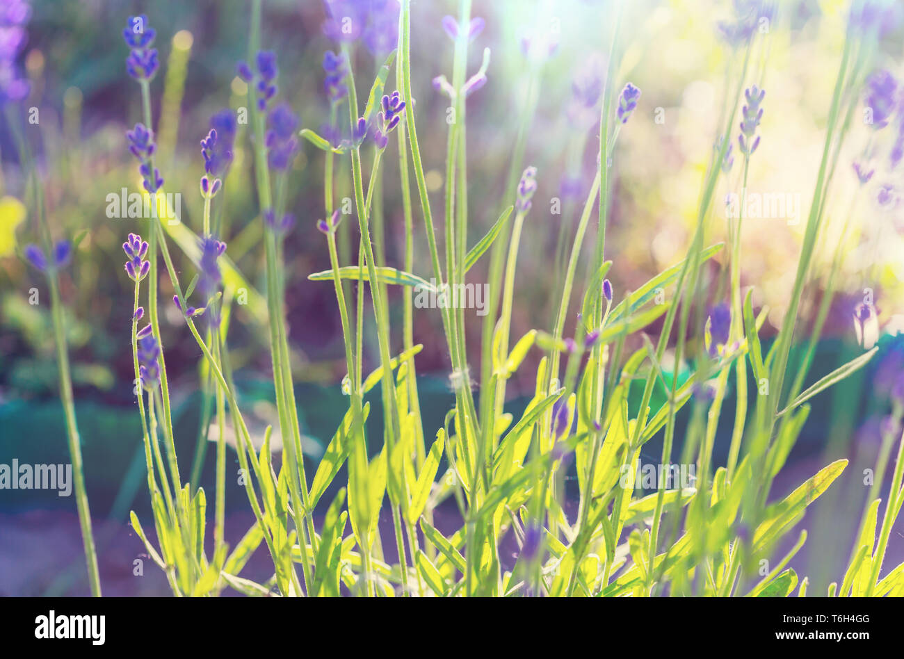Lavender bubbles hi-res stock photography and images - Alamy
