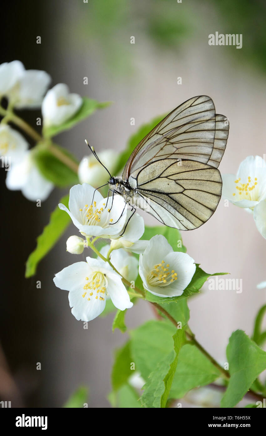 Beautiful white butterfly hi-res stock photography and images - Alamy