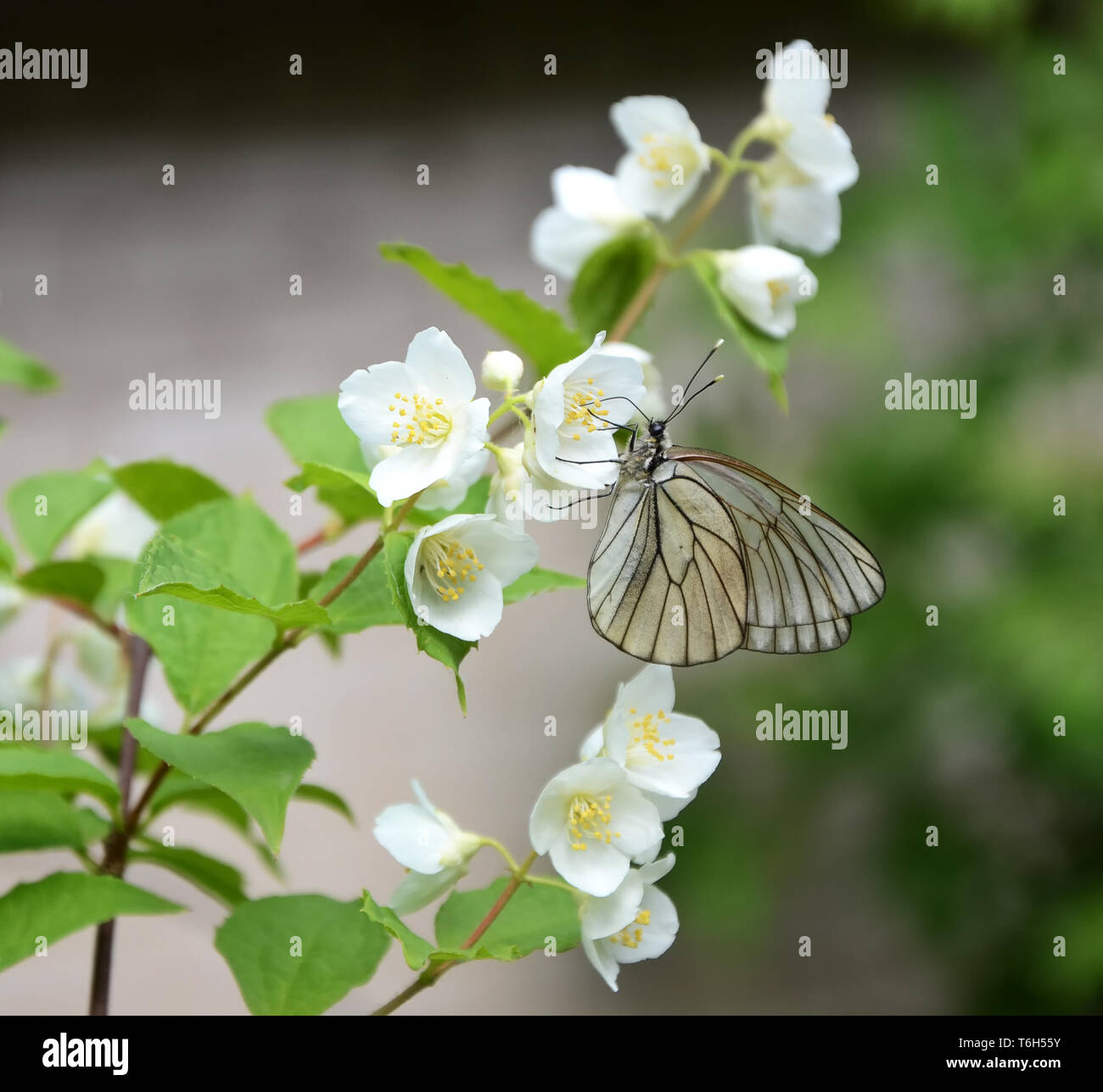 Butterfly jasmine hi-res stock photography and images - Alamy