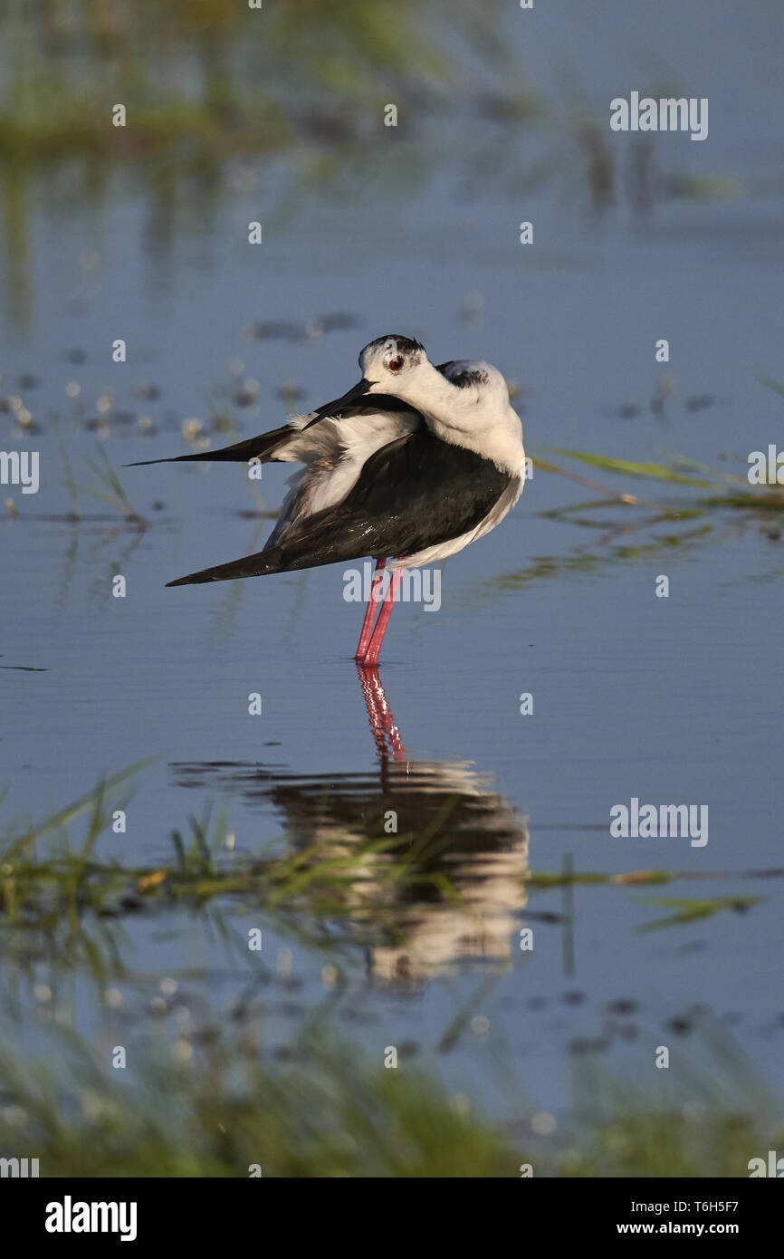 Common Stilt, Himantopus himantopus, North Sea, Europe Stock Photo - Alamy