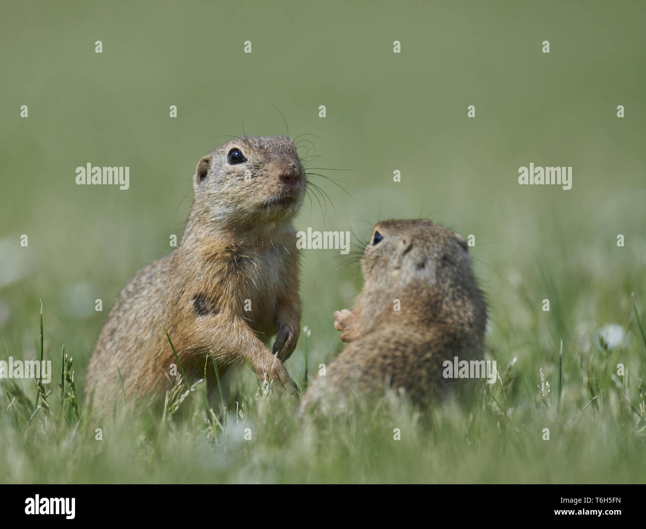 European Ground Squirrel, Gopher, genus Spermophilus, Austria Stock ...