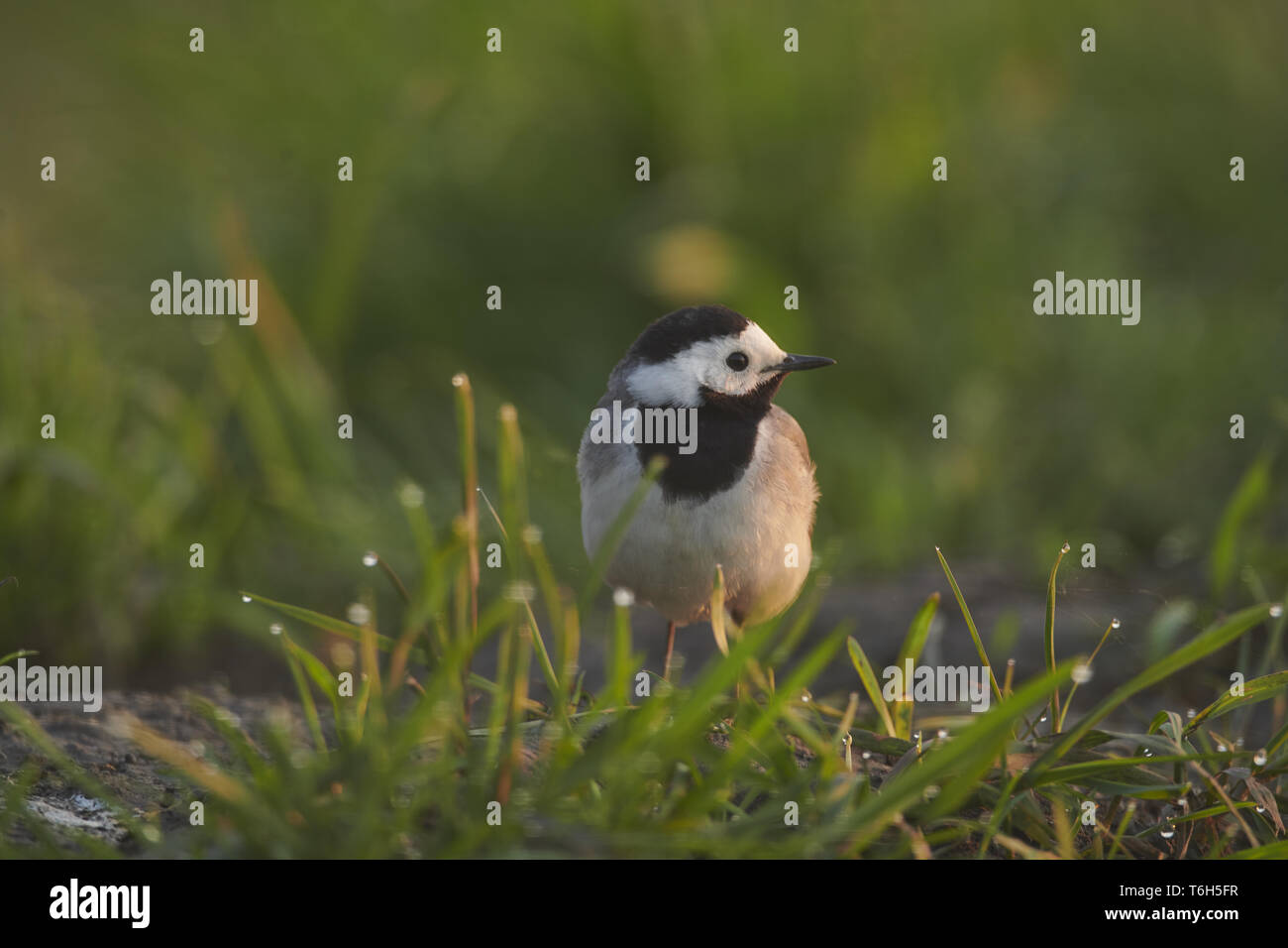 White Wagtail, Motacilla alba, Northern Germany Stock Photo - Alamy