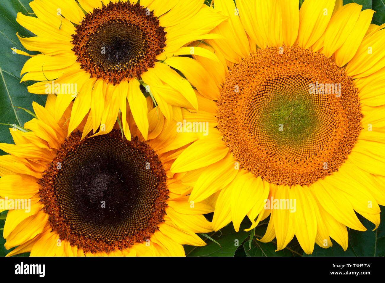 Beautiful view above sunflower field hi-res stock photography and ...