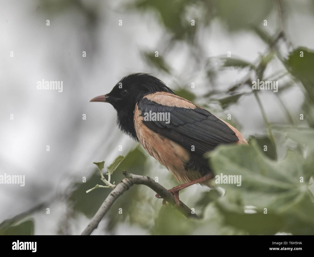 Rosy starling, Pastor roseus Stock Photo - Alamy