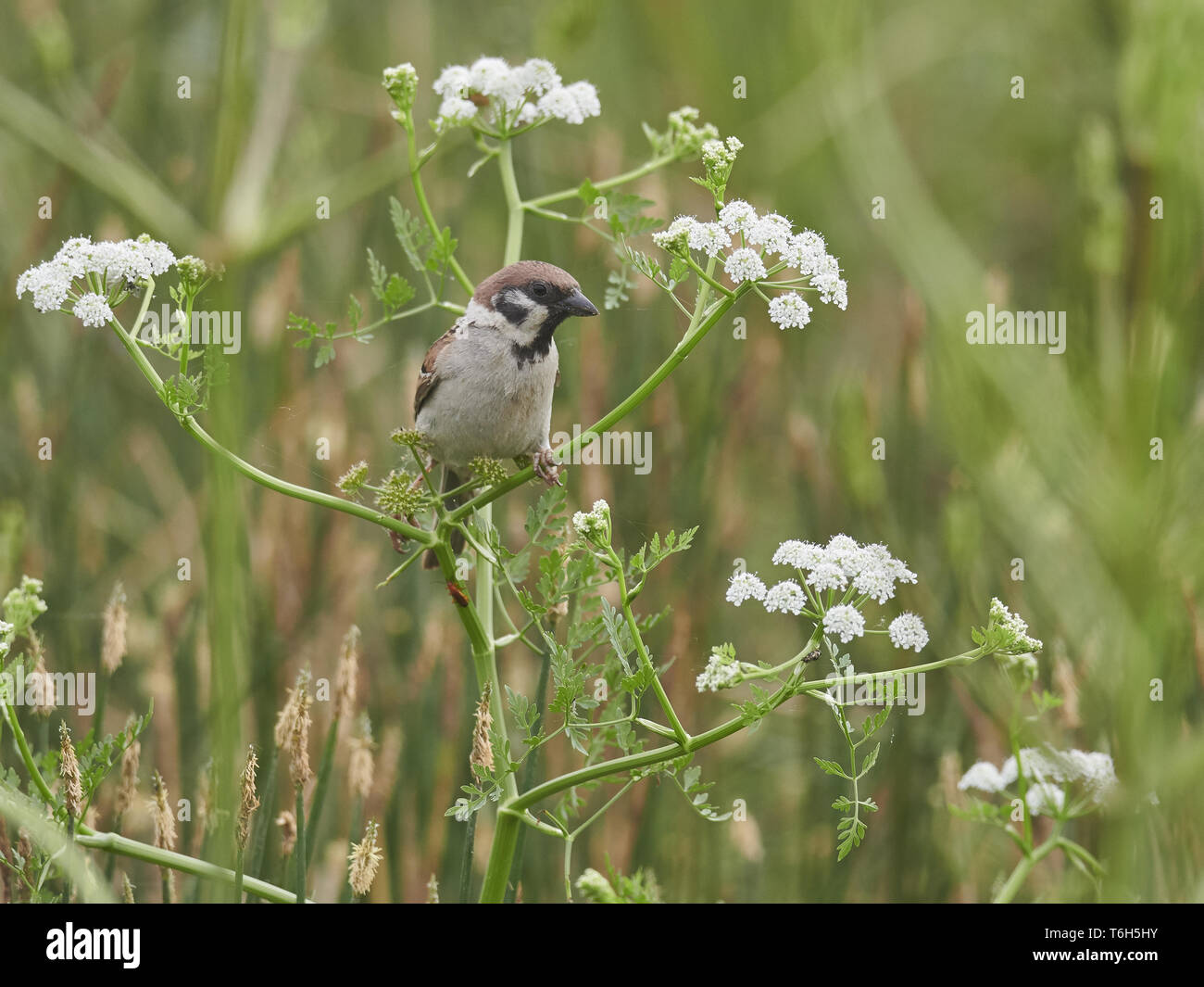 Passer montanus nest hi-res stock photography and images - Alamy