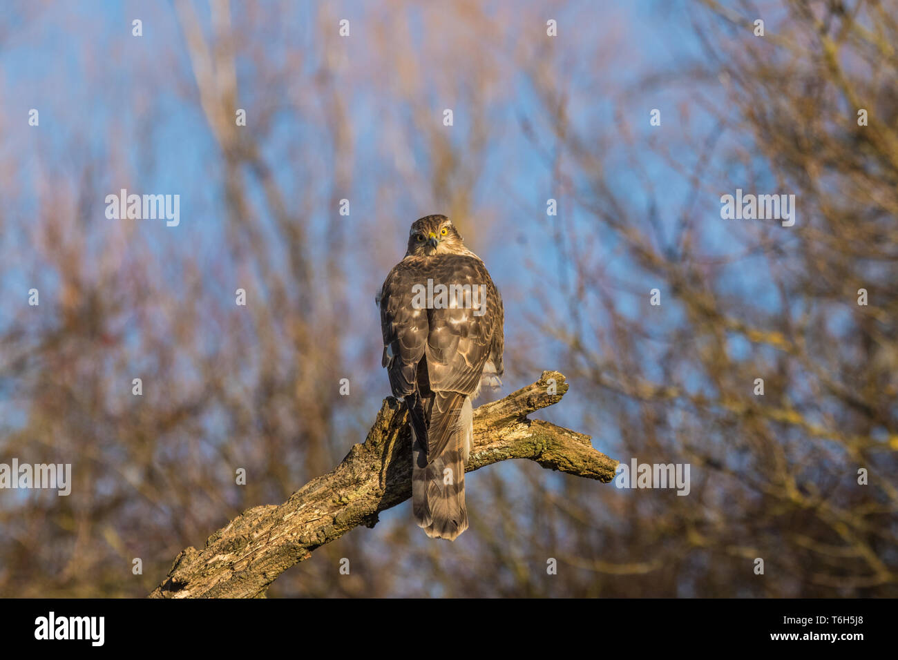 Lesser sparrow hawk hi-res stock photography and images - Alamy