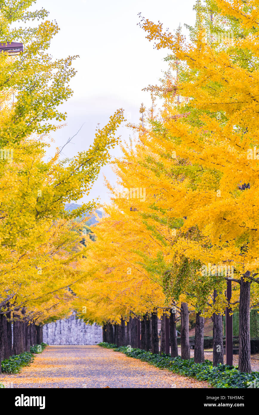 Japan tokyo university park ginkgo trees hi-res stock photography and images - Alamy