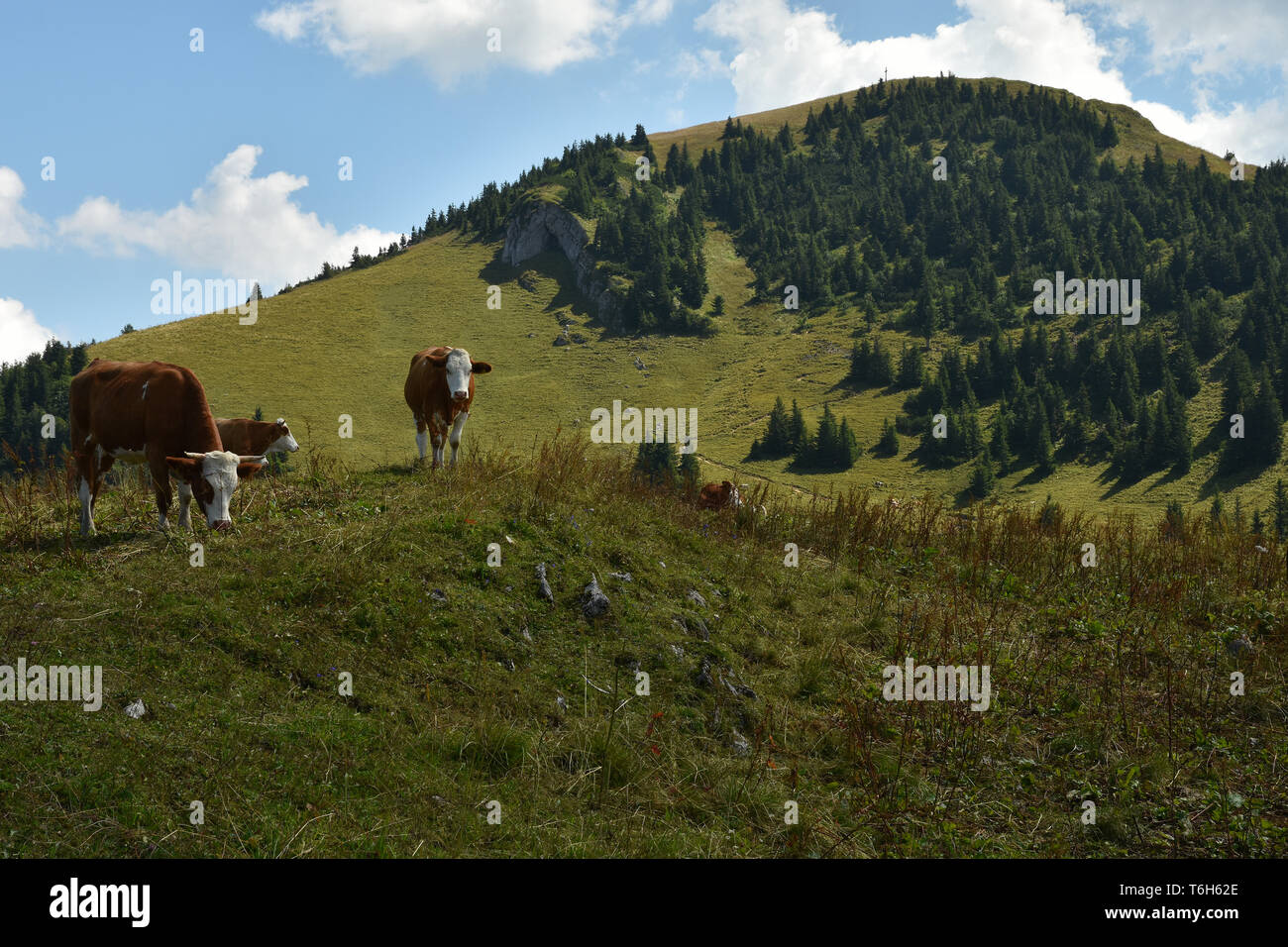 cow pasture, alp, mountains, germany, bavaria Stock Photo - Alamy