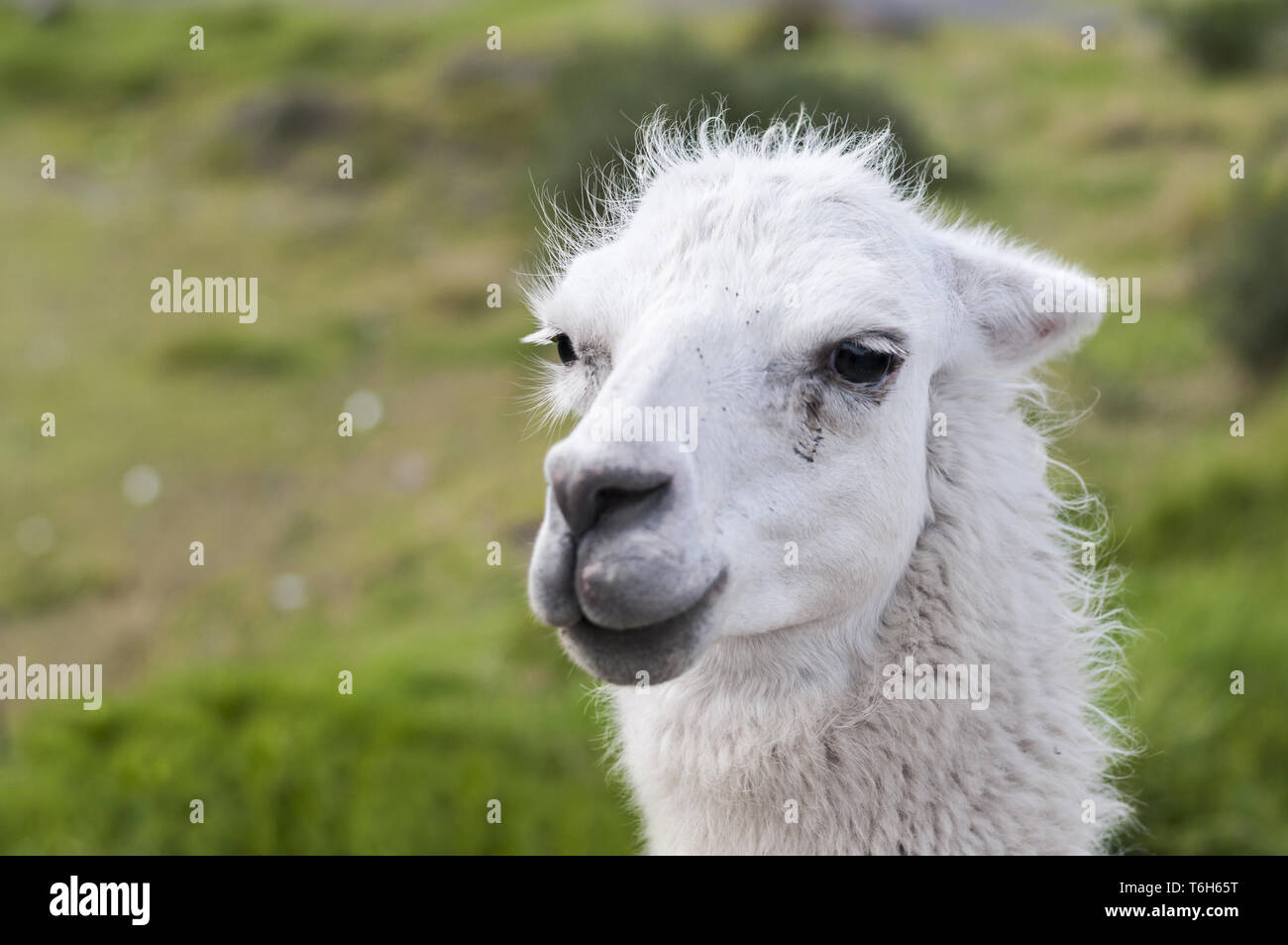 Llama nose hi-res stock photography and images - Alamy