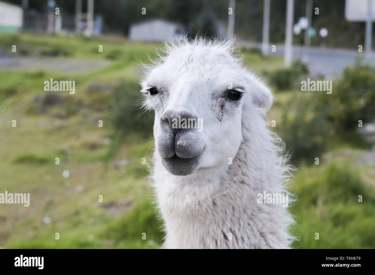 Llama nose hi-res stock photography and images - Alamy