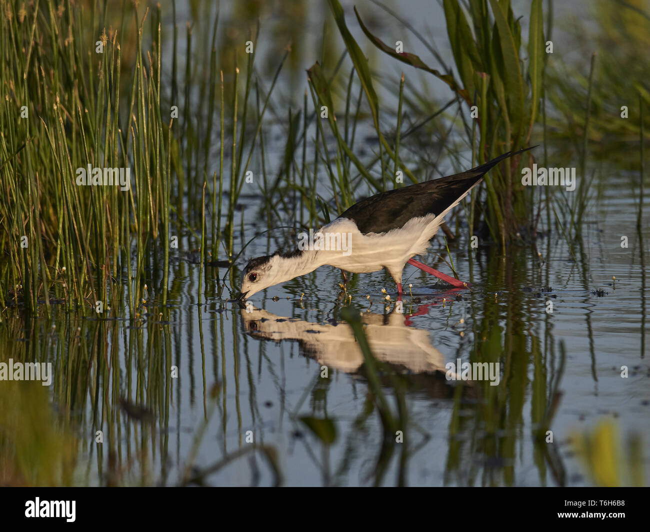 Common Stilt, Himantopus himantopus, North Sea, Europe Stock Photo - Alamy
