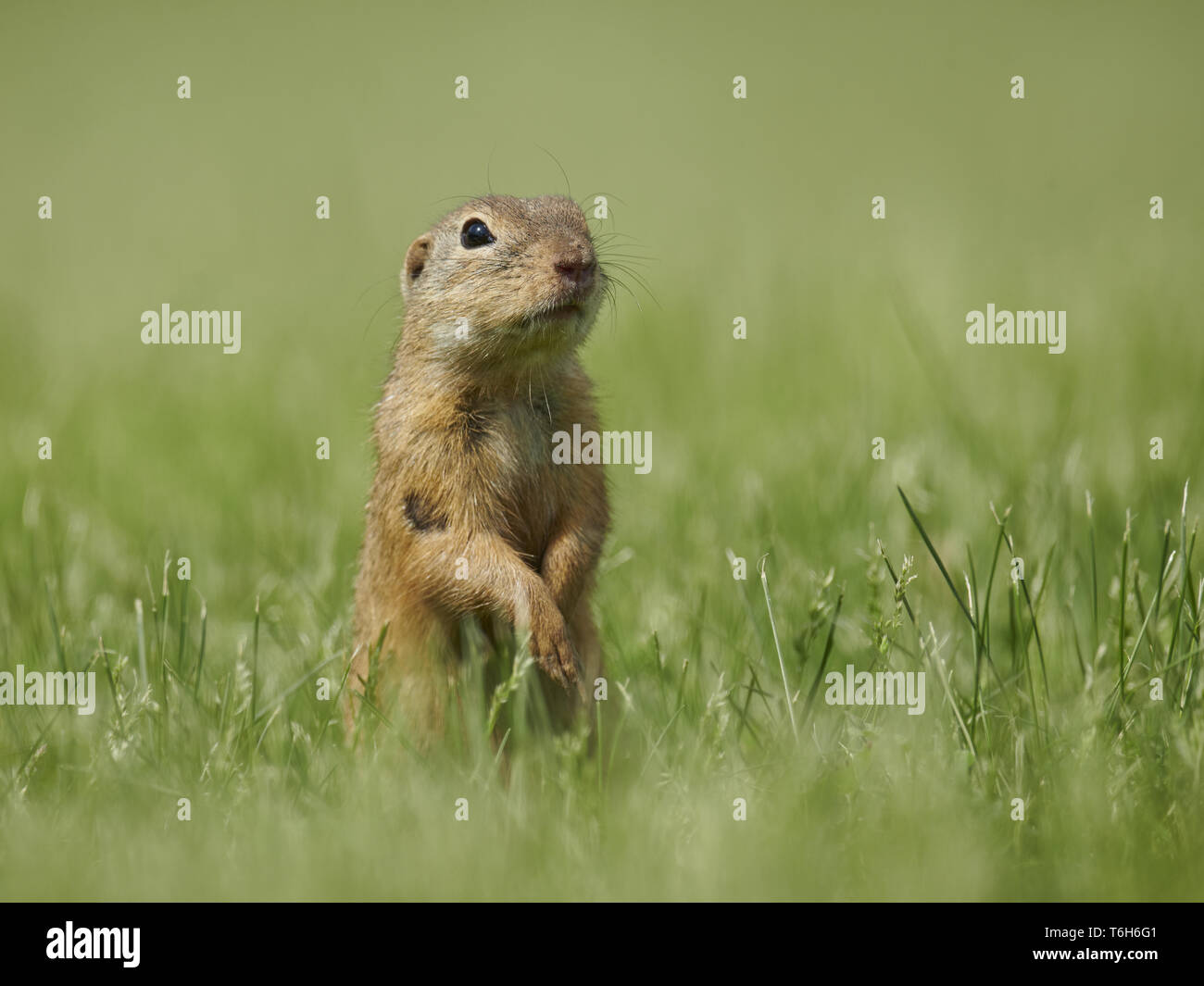 European Ground Squirrel, Gopher, genus Spermophilus, Austria Stock ...