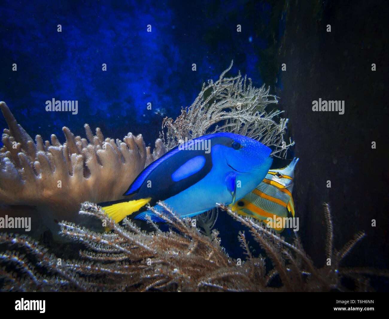 Paracanthurus hepatus with Chelmon rostratus Stock Photo - Alamy