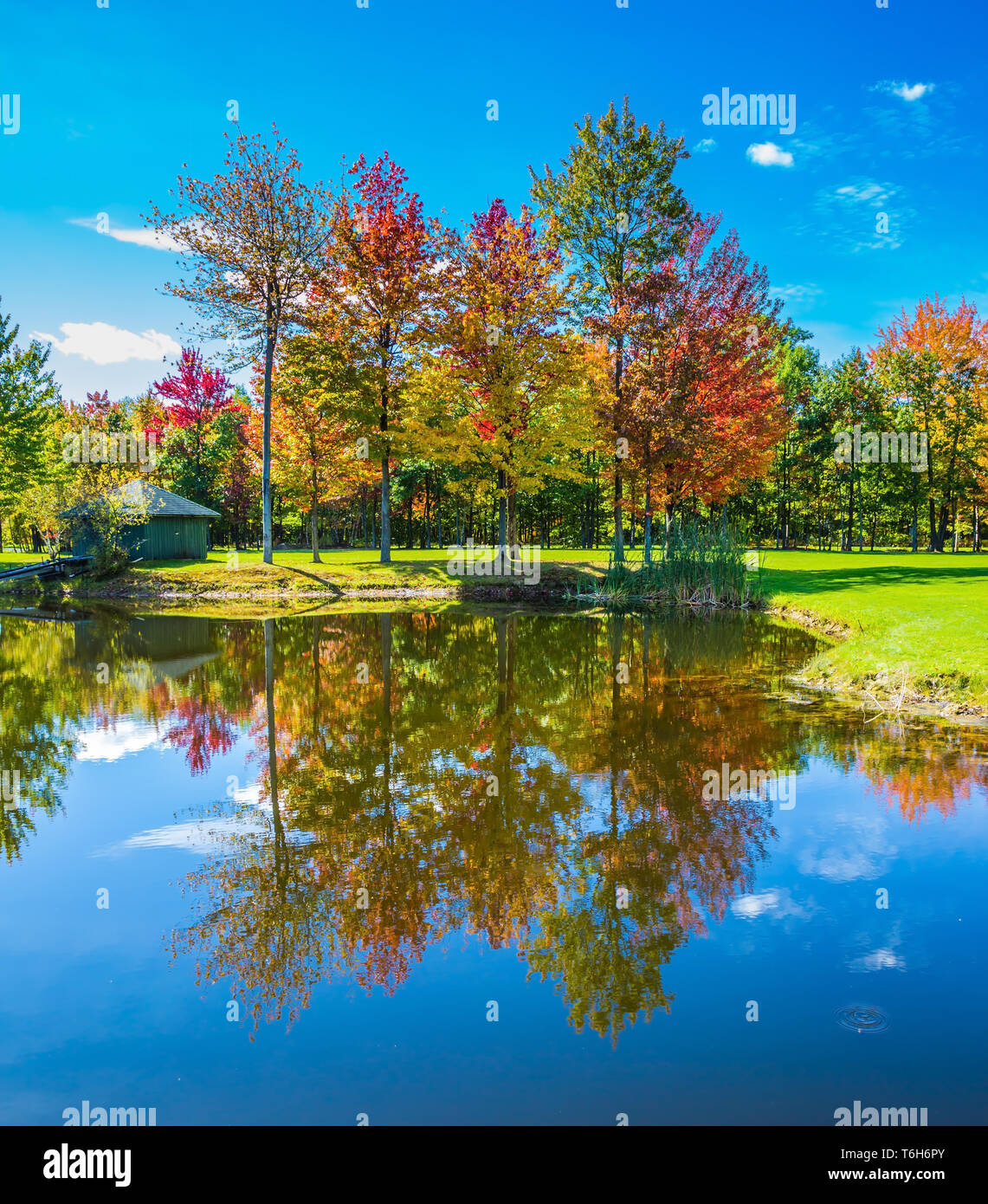 Park foliage hi-res stock photography and images - Alamy