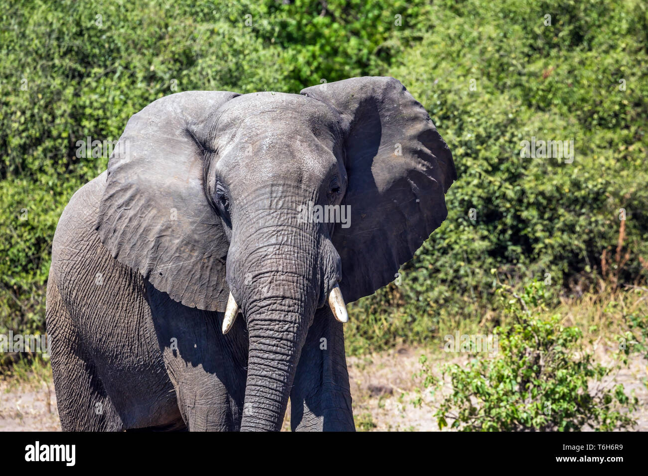 Single elephant hi-res stock photography and images - Alamy