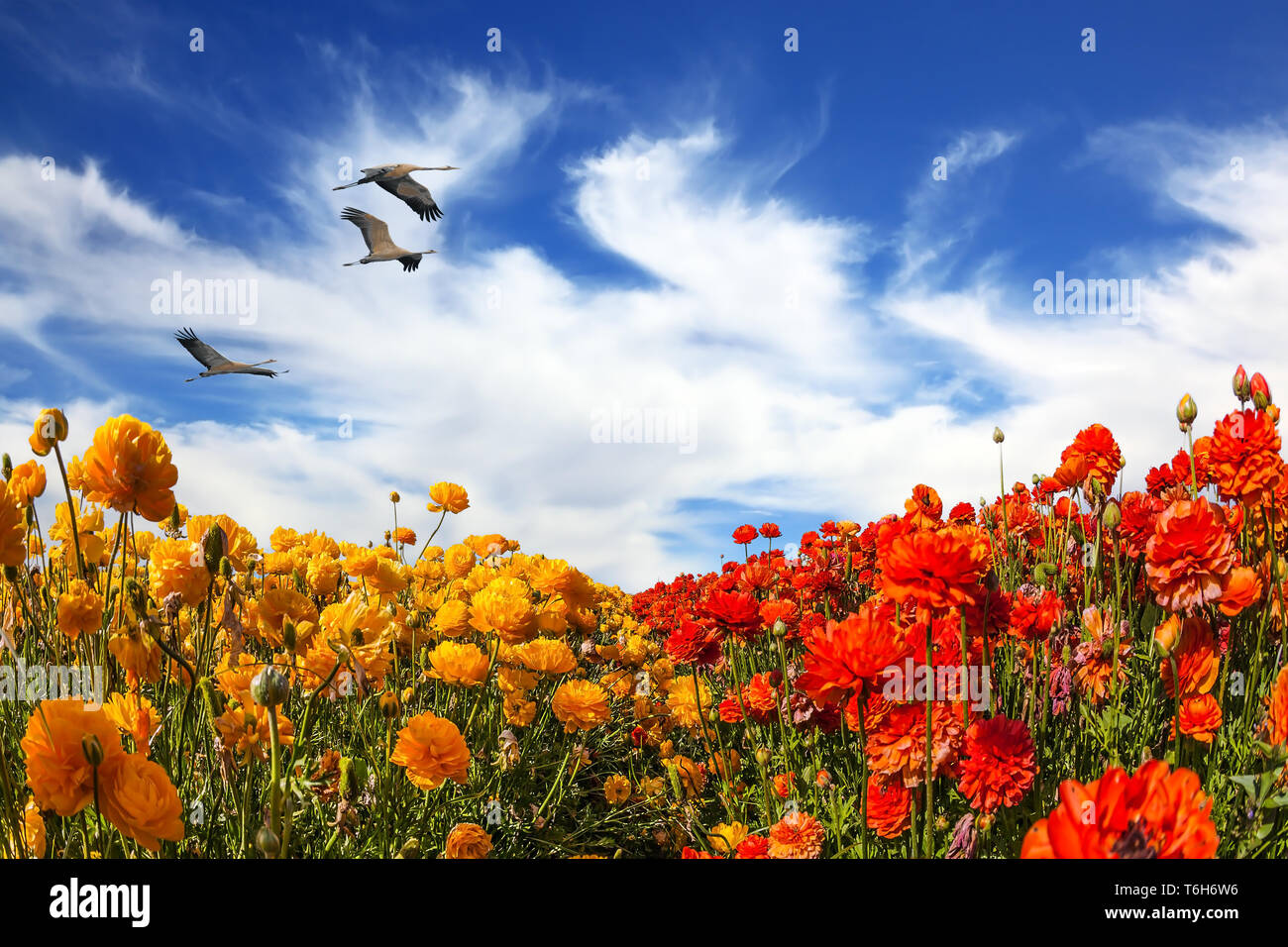 Very large birds hi-res stock photography and images - Alamy