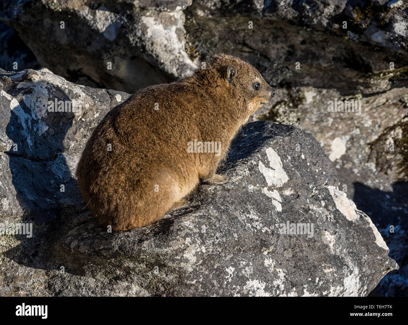 African rock dassies hi-res stock photography and images - Alamy
