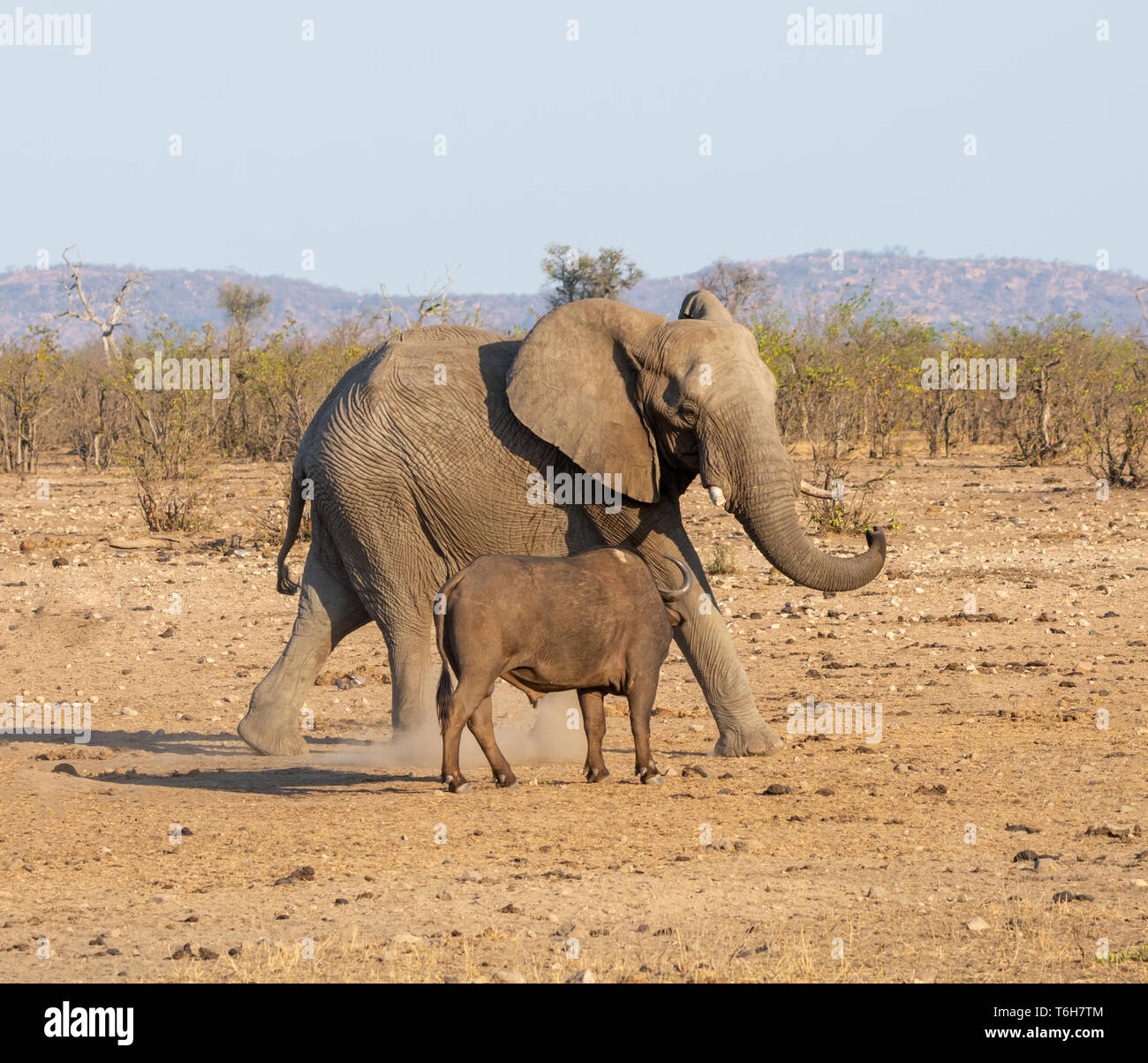 Elephant And Buffalo bulls confronting each other in Southern African ...