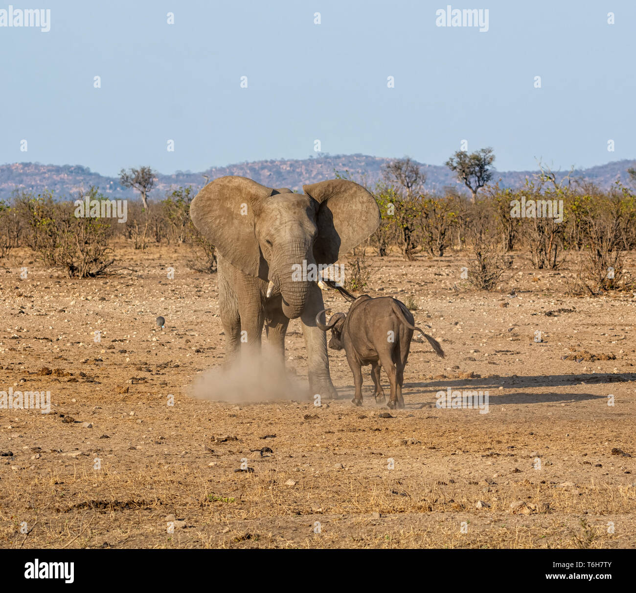 Elephant And Buffalo bulls confronting each other in Southern African ...