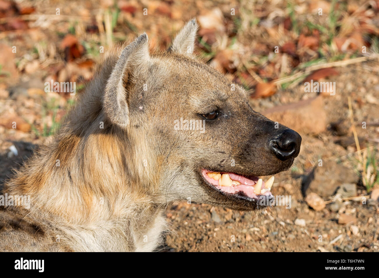 A closeup portrait of a female Spotted Hyena in Southern African ...