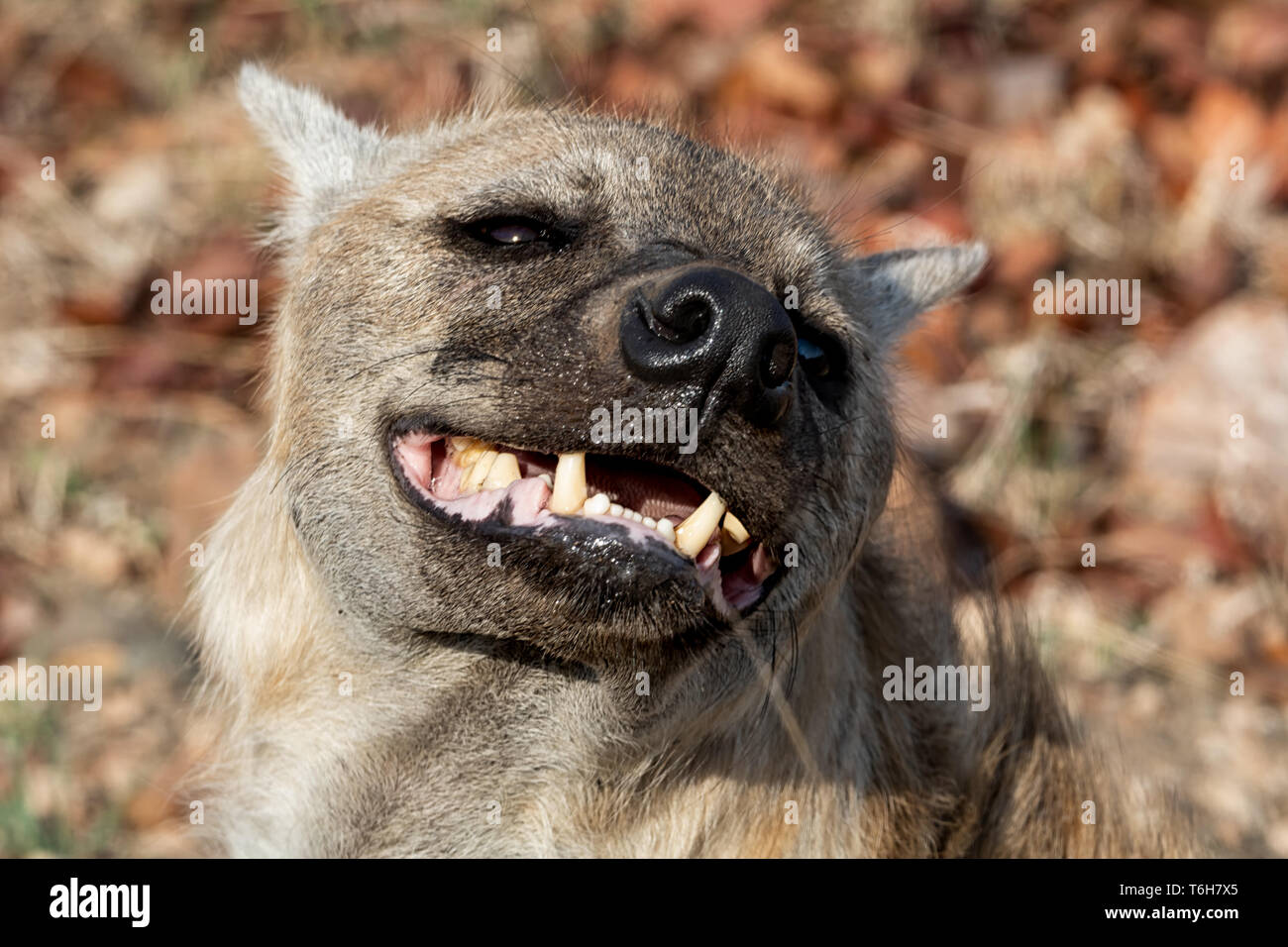 A closeup portrait of a female Spotted Hyena in Southern African ...
