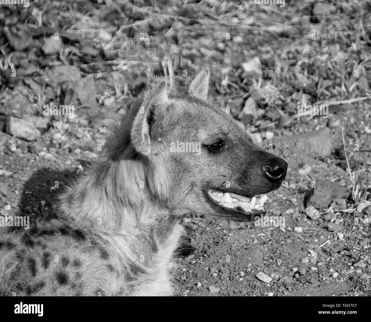 Hyena female Black and White Stock Photos & Images - Alamy
