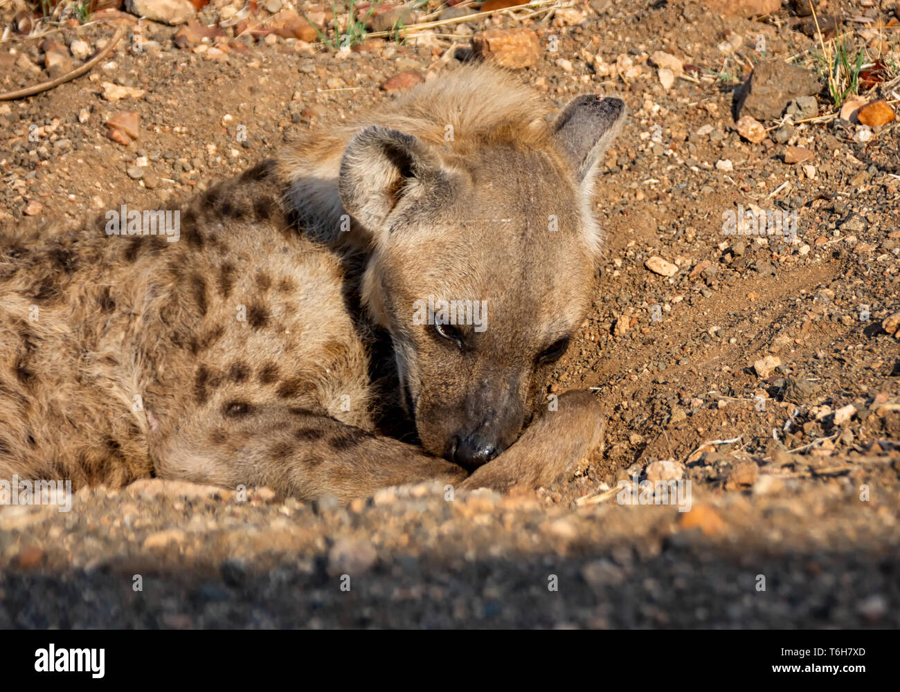 A closeup portrait of a female Spotted Hyena in Southern African ...