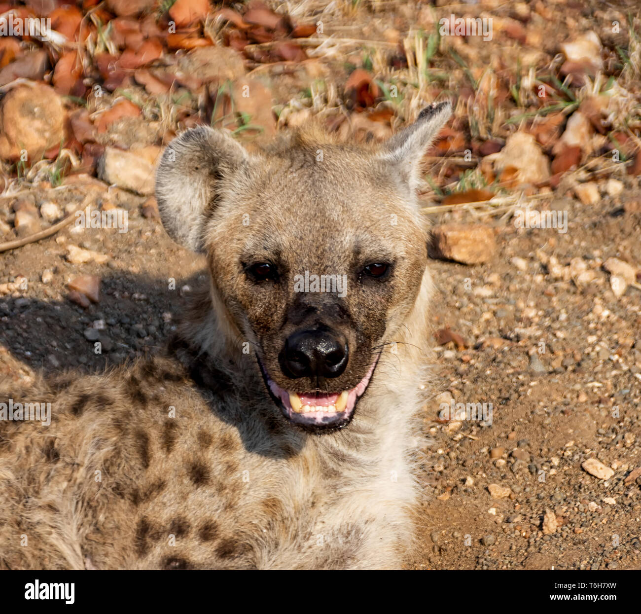 A closeup portrait of a female Spotted Hyena in Southern African ...