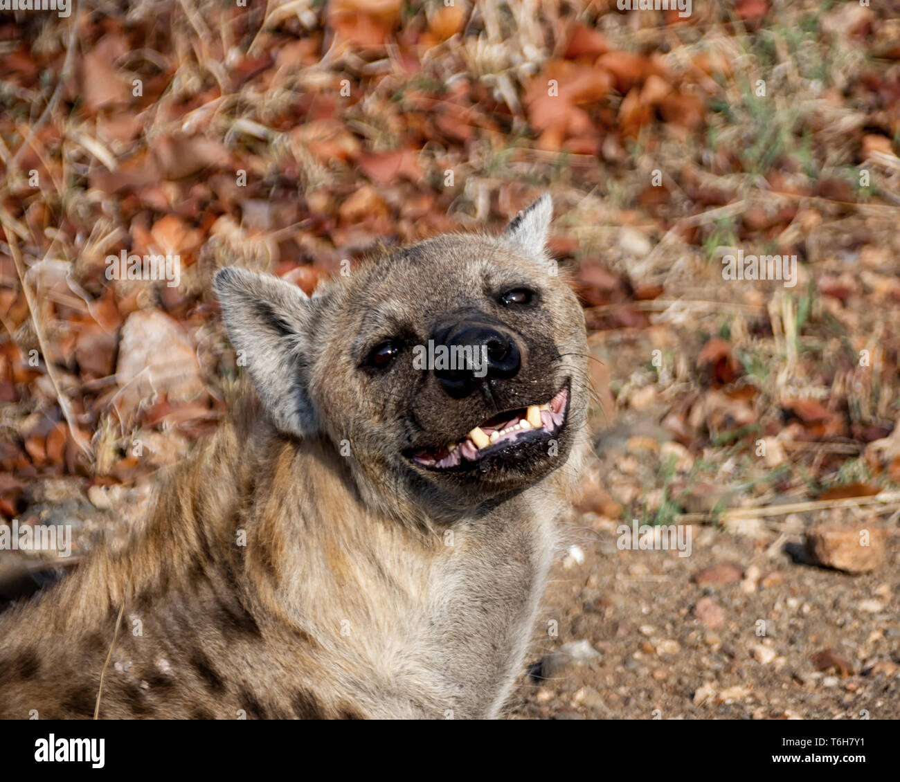 A closeup portrait of a female Spotted Hyena in Southern African ...