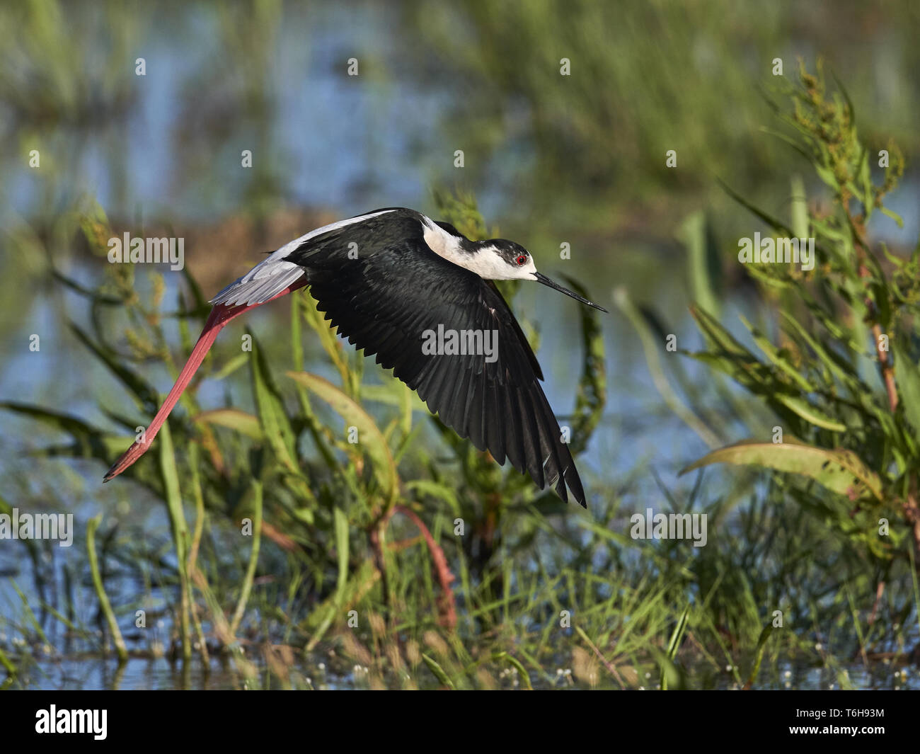 Common Stilt, Himantopus himantopus, North Sea, Europe Stock Photo - Alamy
