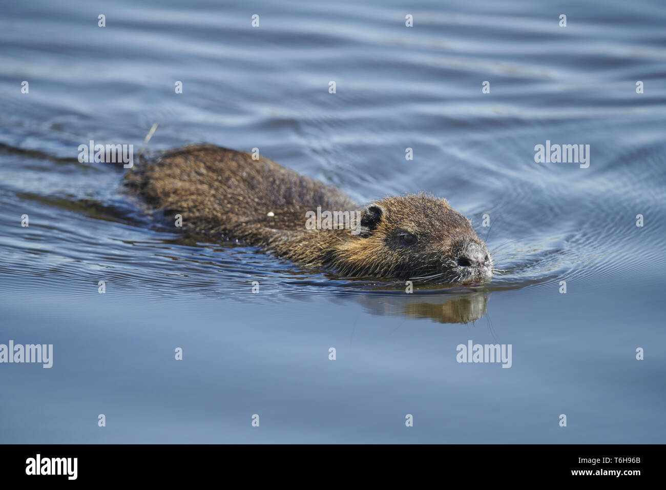 Nutria or River Rat [Myocastor coypus] Stock Photo - Alamy