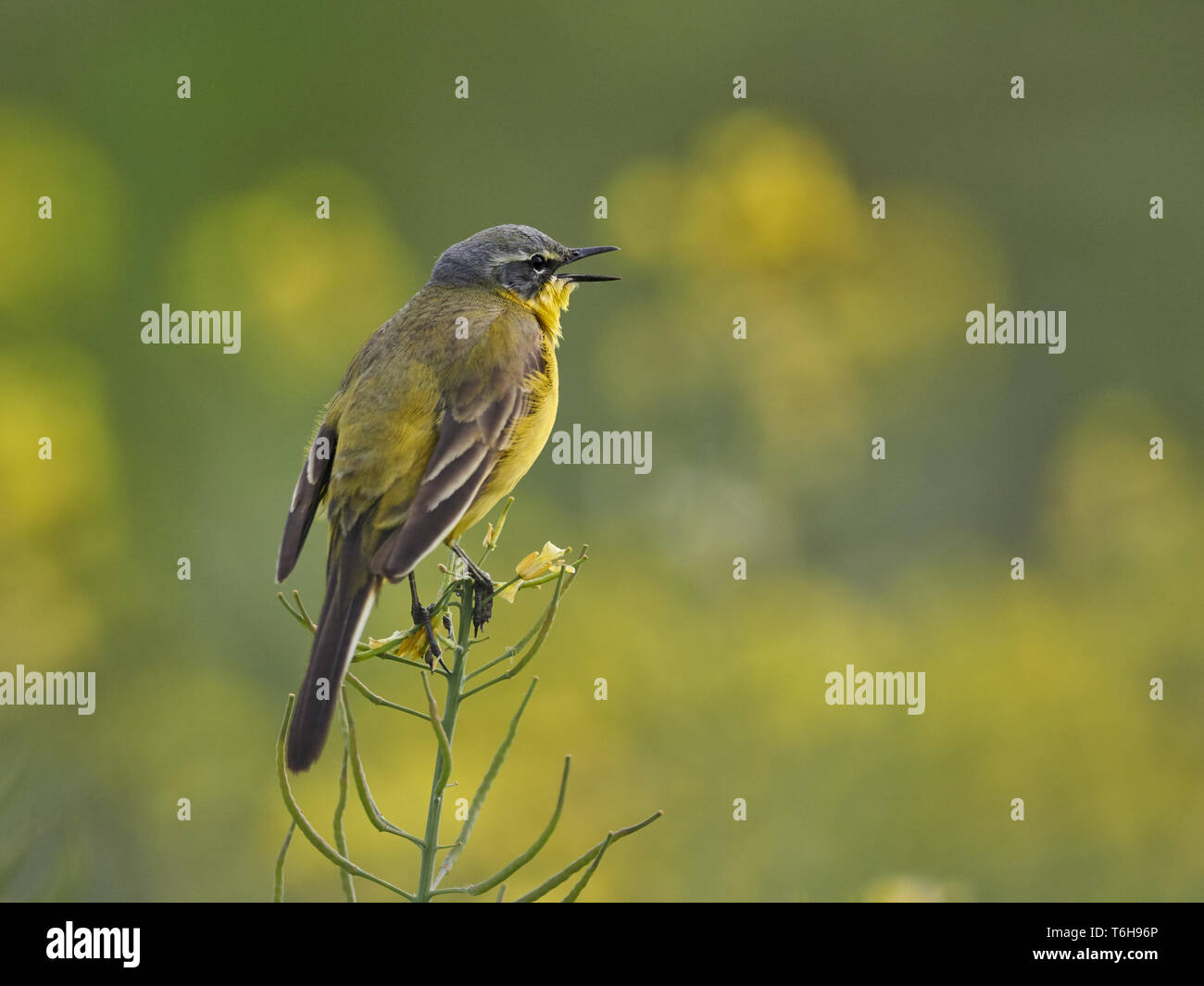 Blue headed yellow wagtails hi-res stock photography and images - Alamy