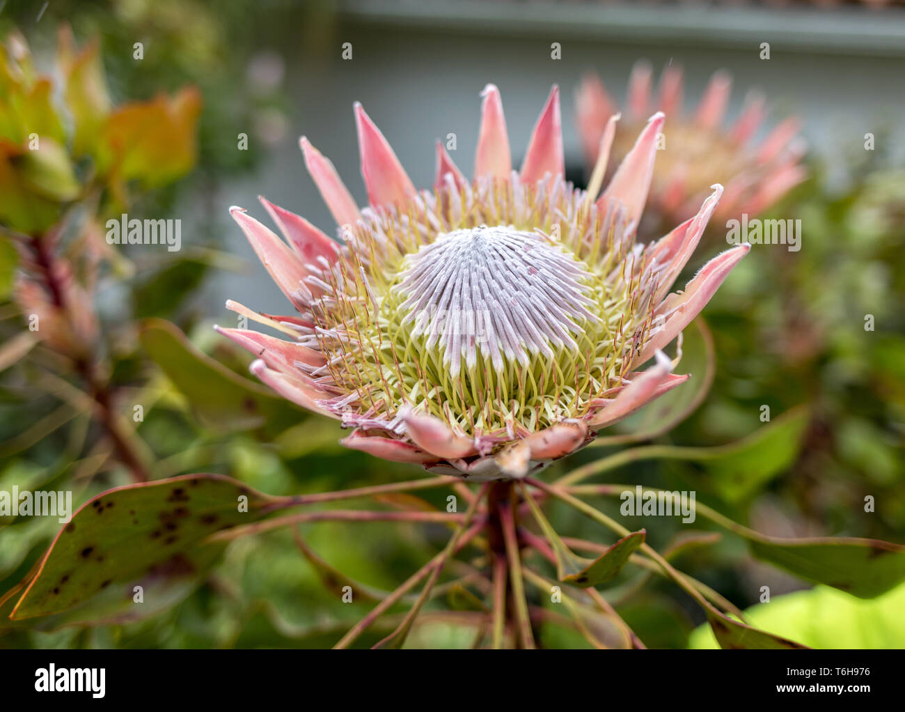 King protea or protea cynaroides the national flower of South Africa ...
