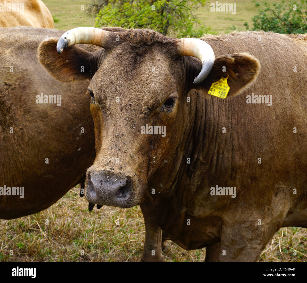cow, brown cattle Stock Photo - Alamy