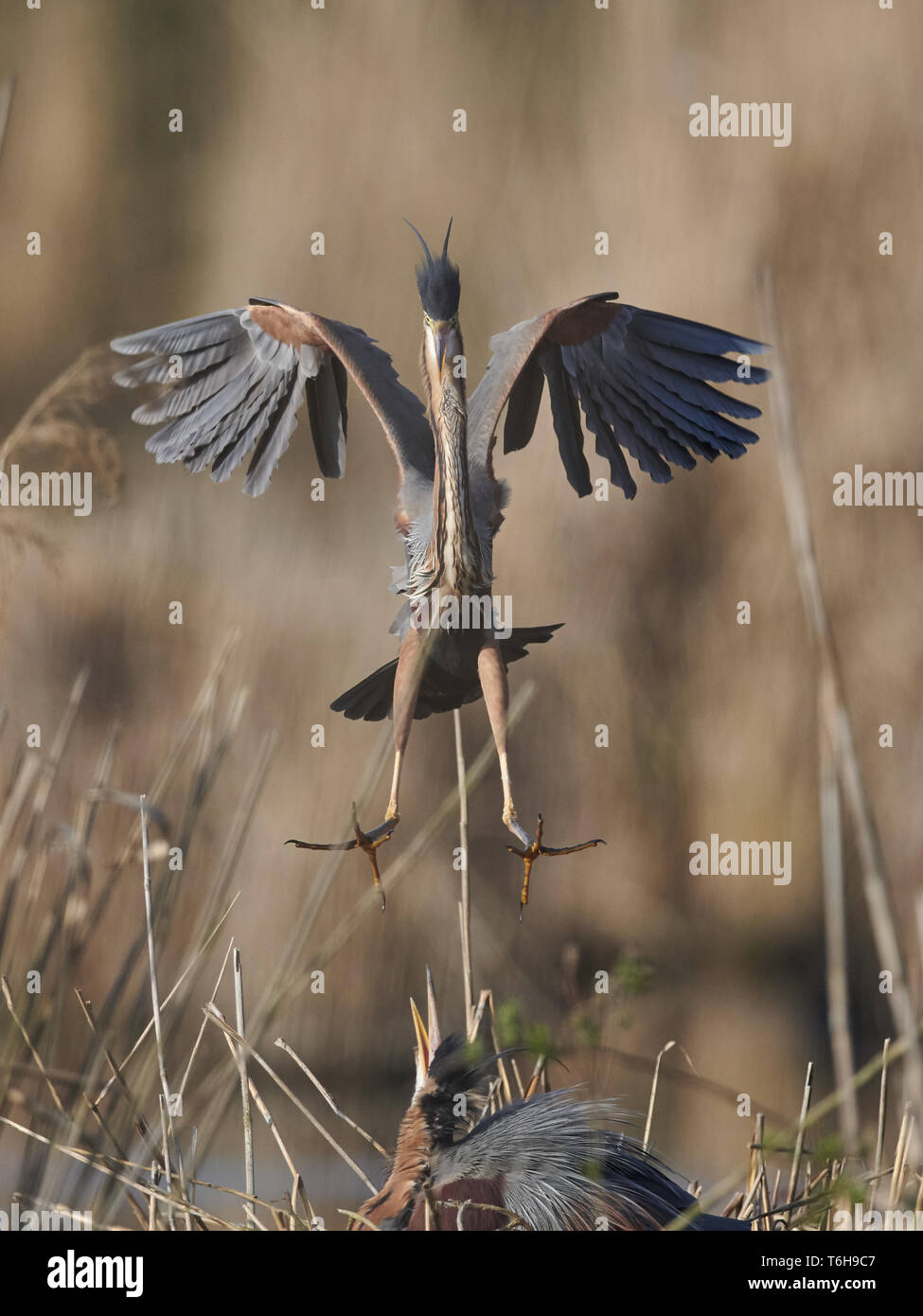 Purple Heron, Ardea purpurea, in hungary, europe Stock Photo - Alamy
