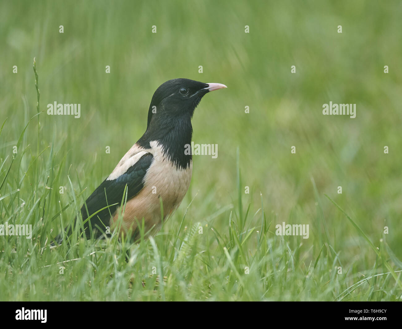Rosy starling, Pastor roseus Stock Photo - Alamy