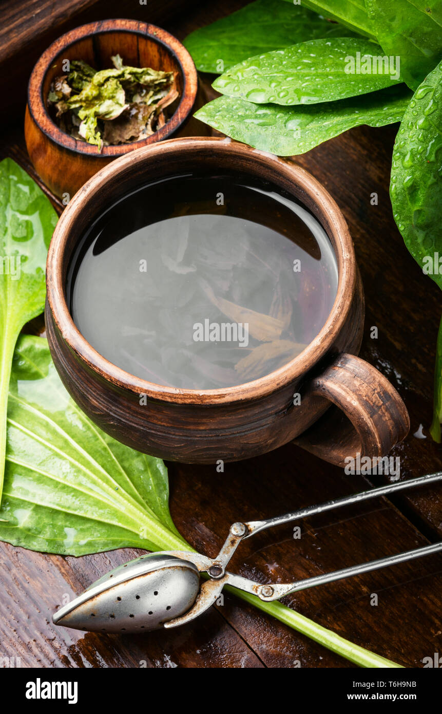 Plantain tea with fresh ribwort plantain leaves.Medicinal herbs.Cup of ...