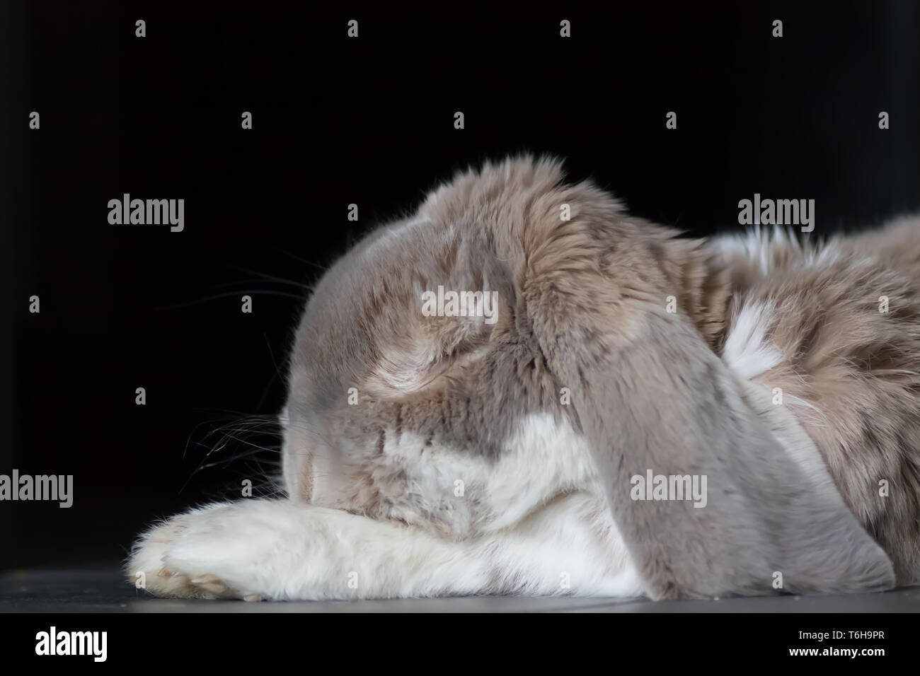 Rabbit paw hi-res stock photography and images - Alamy