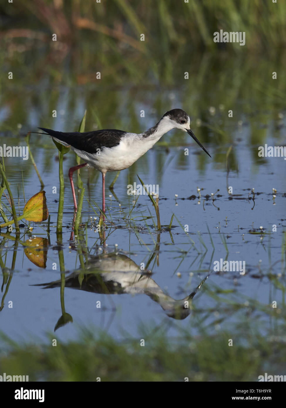 Common Stilt, Himantopus himantopus, North Sea, Europe Stock Photo - Alamy
