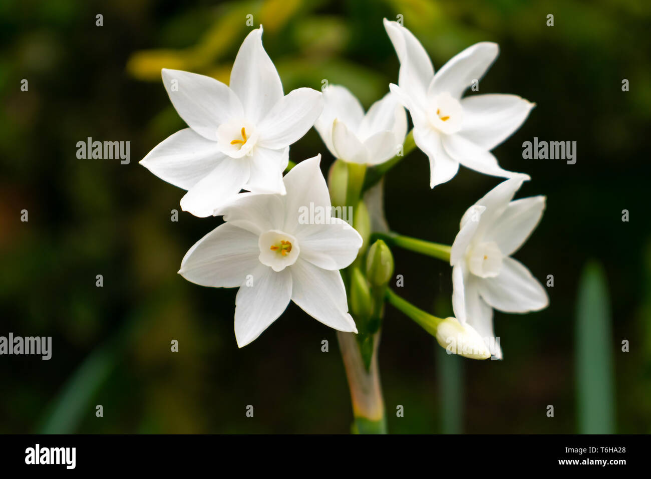 Narcissus polyanthus (tazetta, paperwhite, bunch-flowered daffodil ...