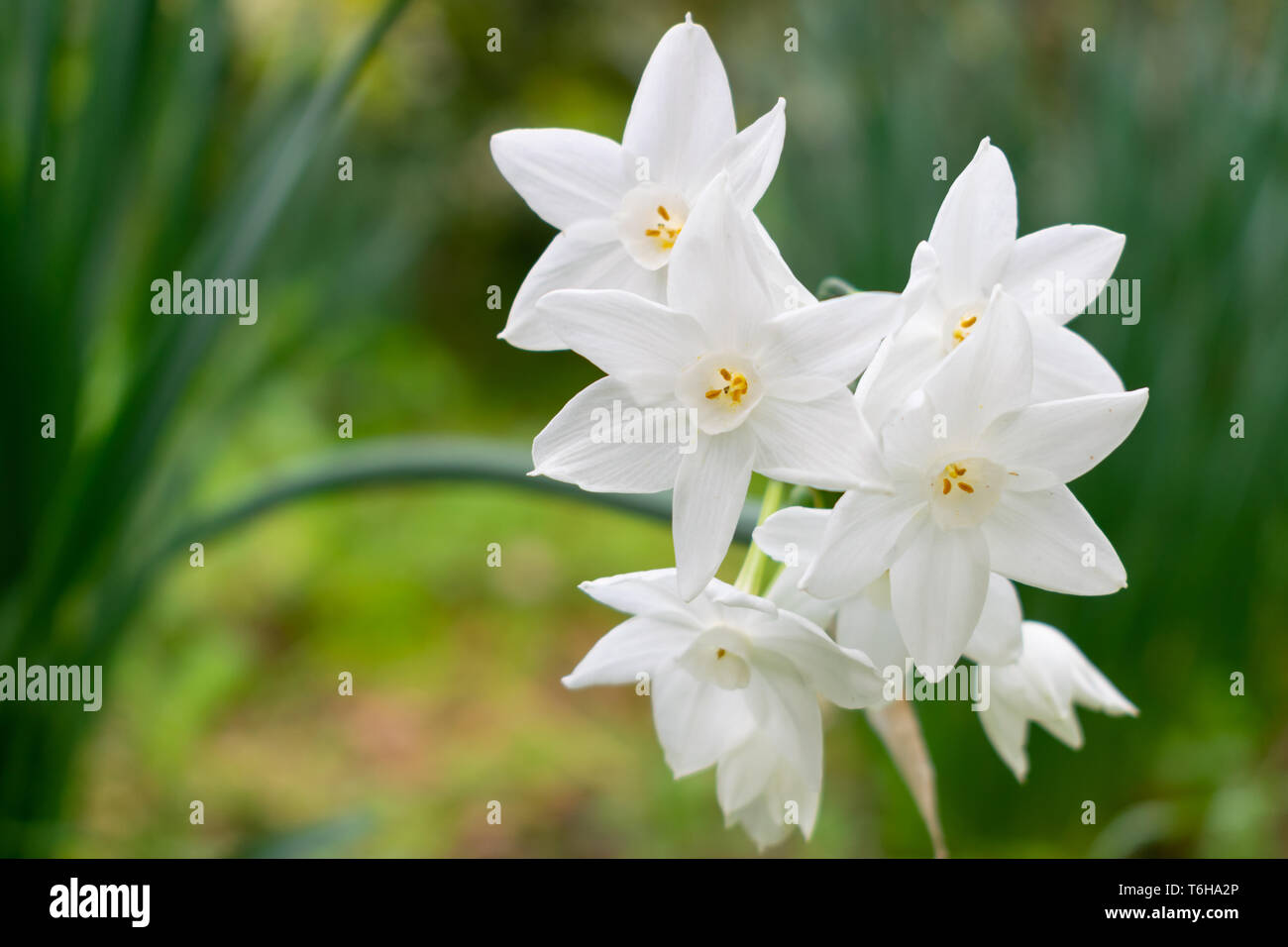 Narcissus polyanthus (tazetta, paperwhite, bunch-flowered daffodil ...