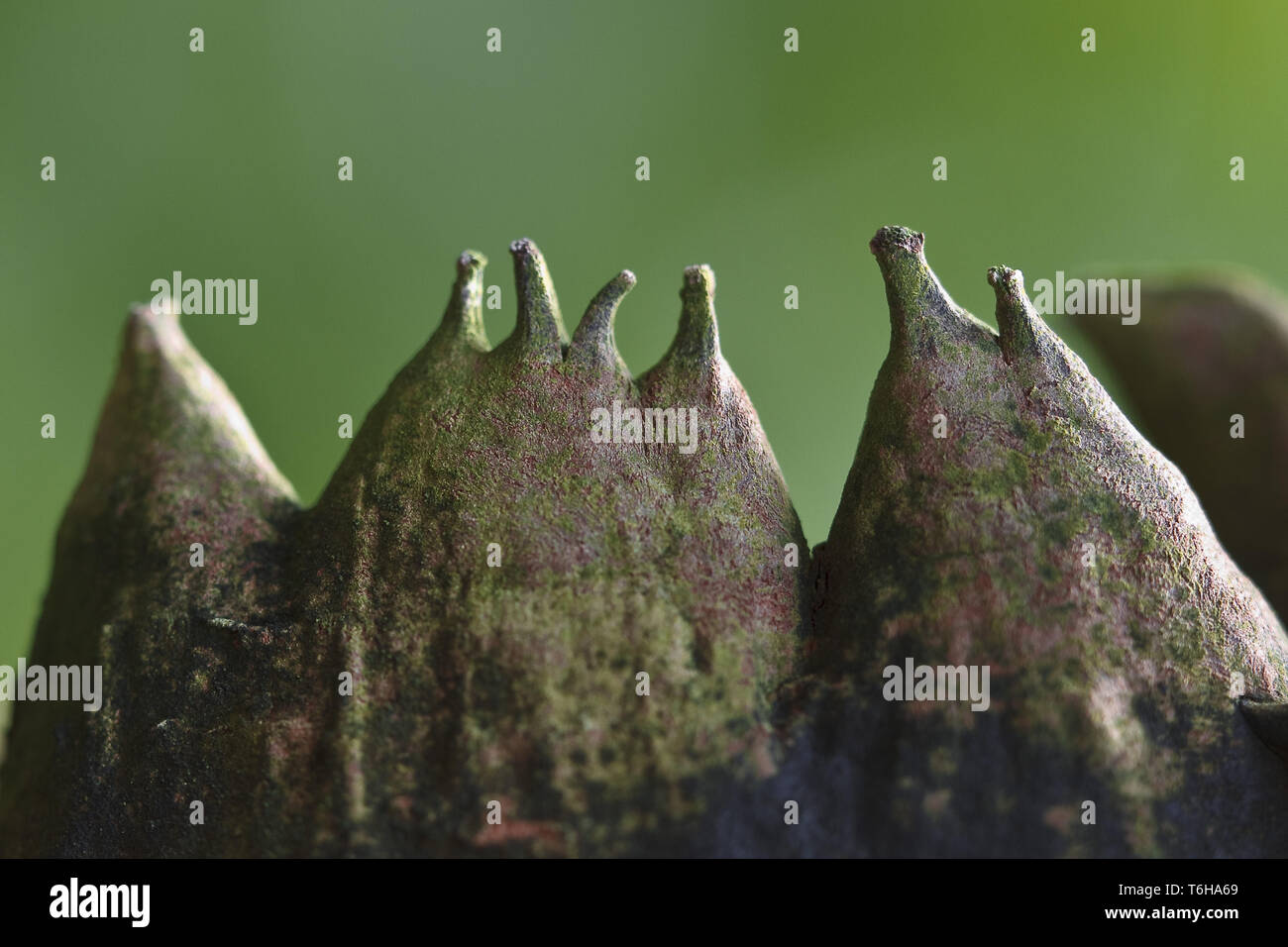 Bombax hi-res stock photography and images - Alamy