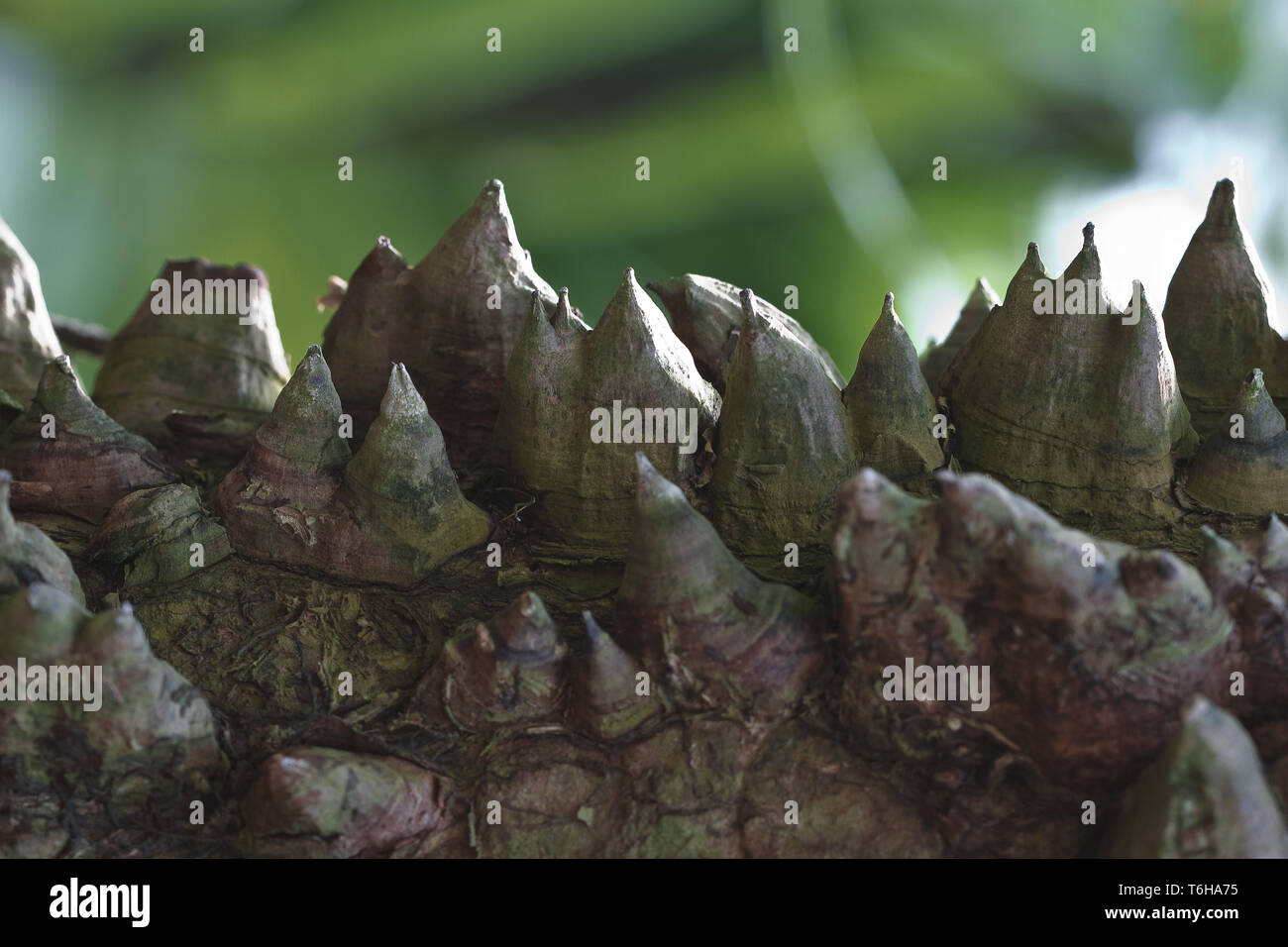 Bombax hi-res stock photography and images - Alamy