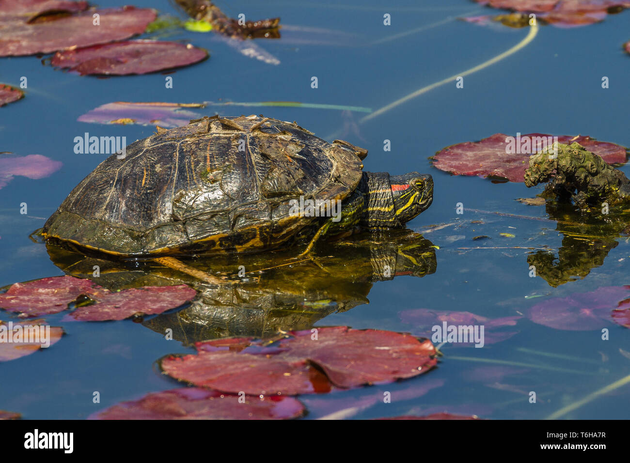 red-eared slider - Trachemys scripta elegans Stock Photo - Alamy