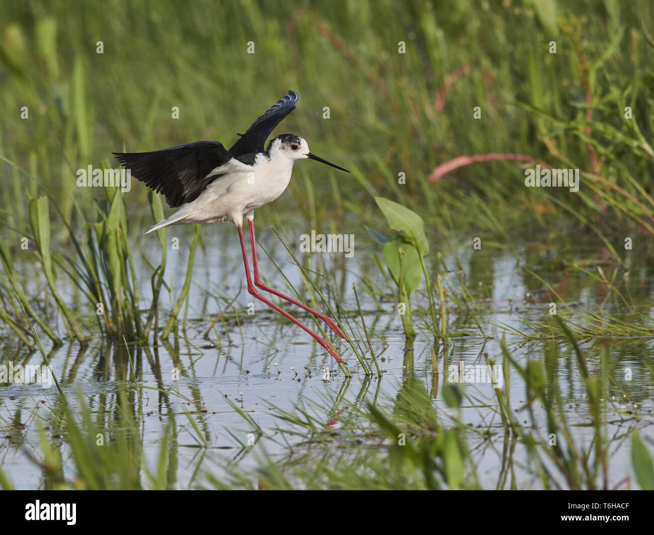 Common Stilt, Himantopus himantopus, North Sea, Europe Stock Photo - Alamy