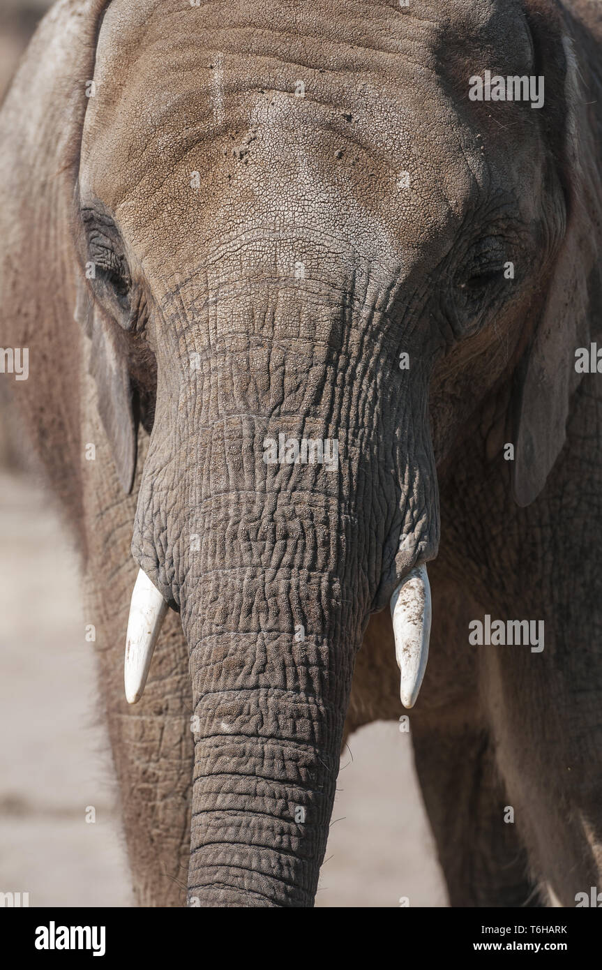 Semi grown bull elephant head Stock Photo - Alamy