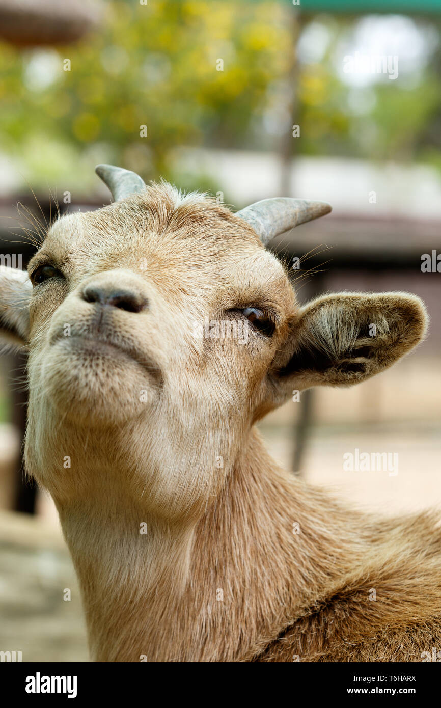 Dwarf goat looking up proudly Stock Photo - Alamy