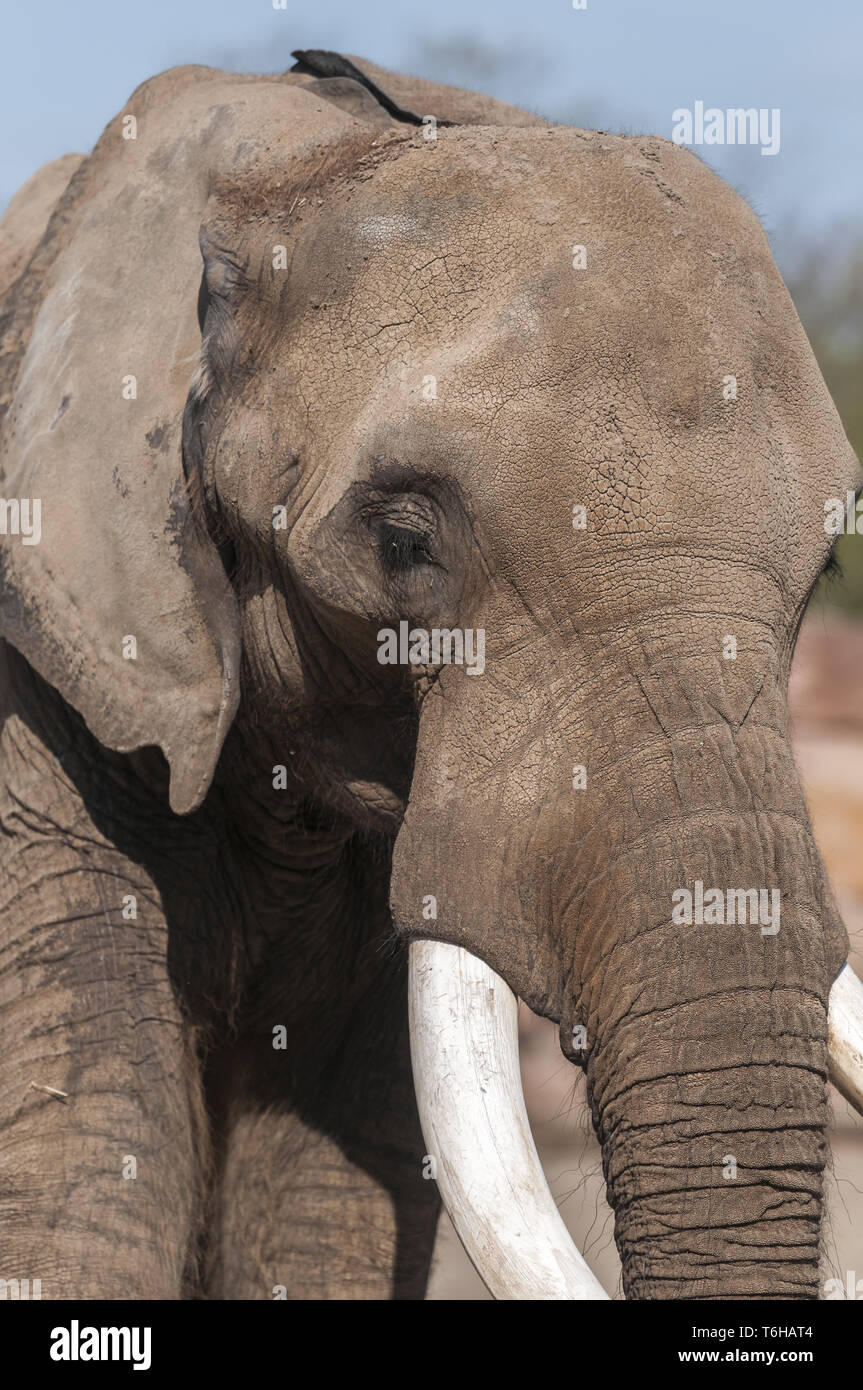 Portrait of Bull elephant Stock Photo - Alamy