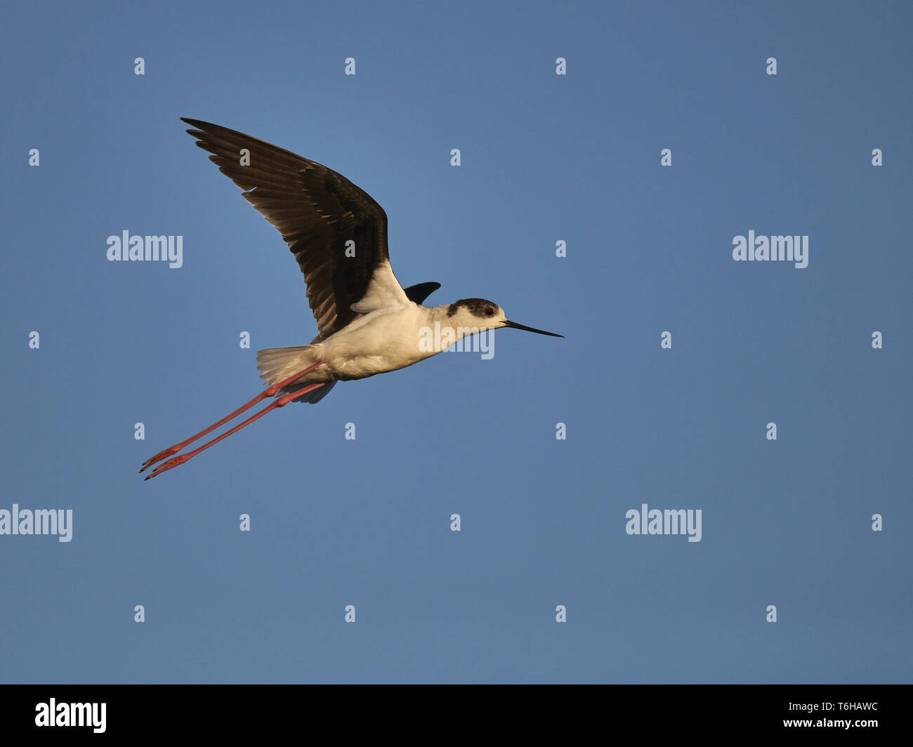 Common Stilt, Himantopus himantopus, North Sea, Europe Stock Photo - Alamy